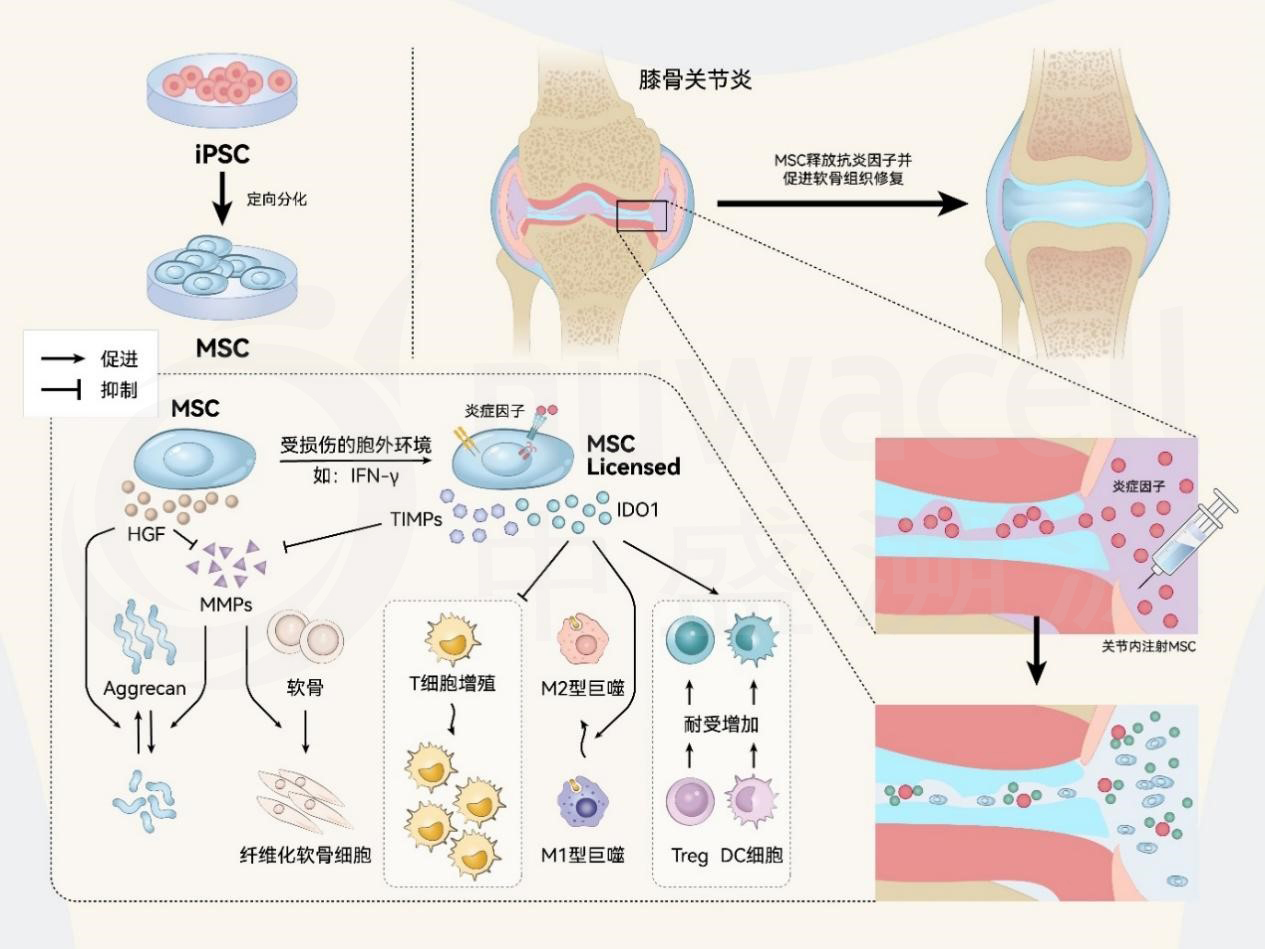 iMSC-中盛溯源生物科技有限公司